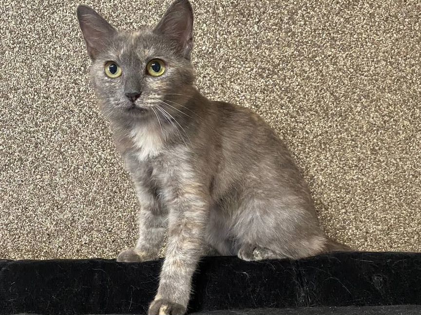 Котенок красотка