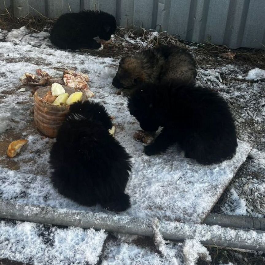 Щенок в добрые руки