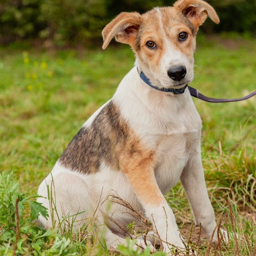 Щенок в добрые руки