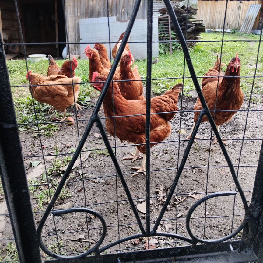 Продаю куриц