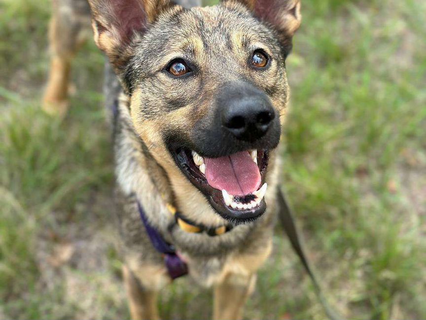 Это чудо расчудесное ищет дом