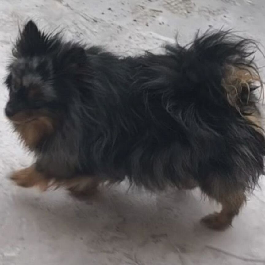 Померанский шпиц, взрослая собака