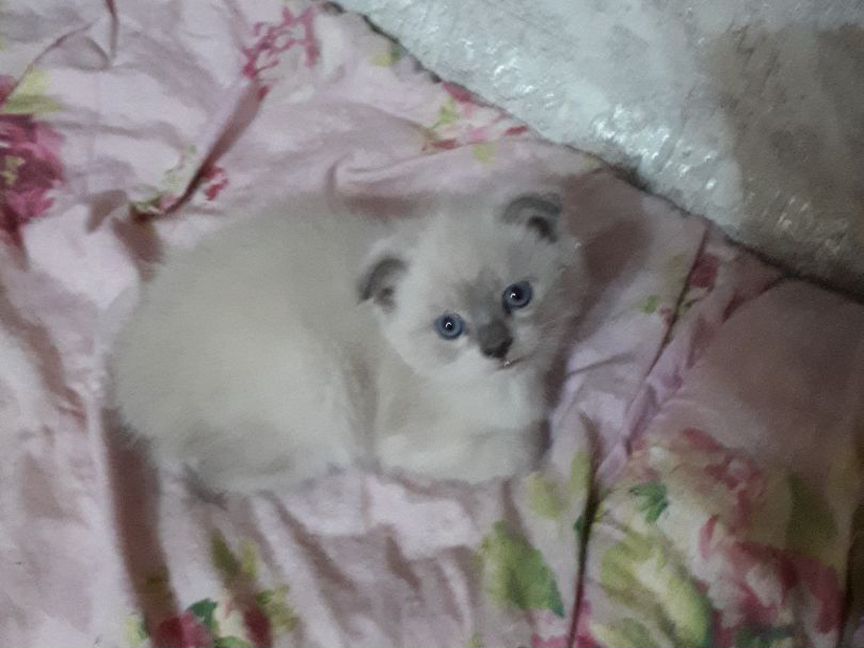 Вислоухий котенок британец сиамского окраса