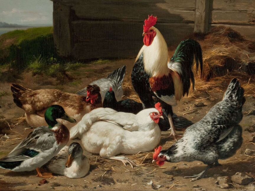 Куры, петух, мускусные утки