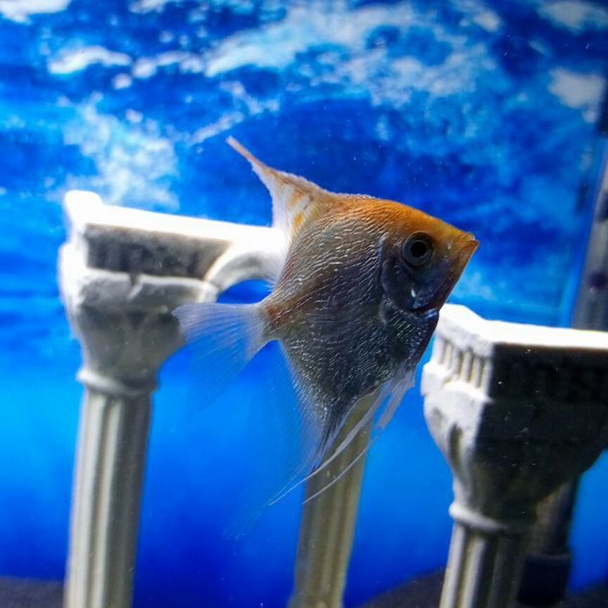 Скалярия золотая самка