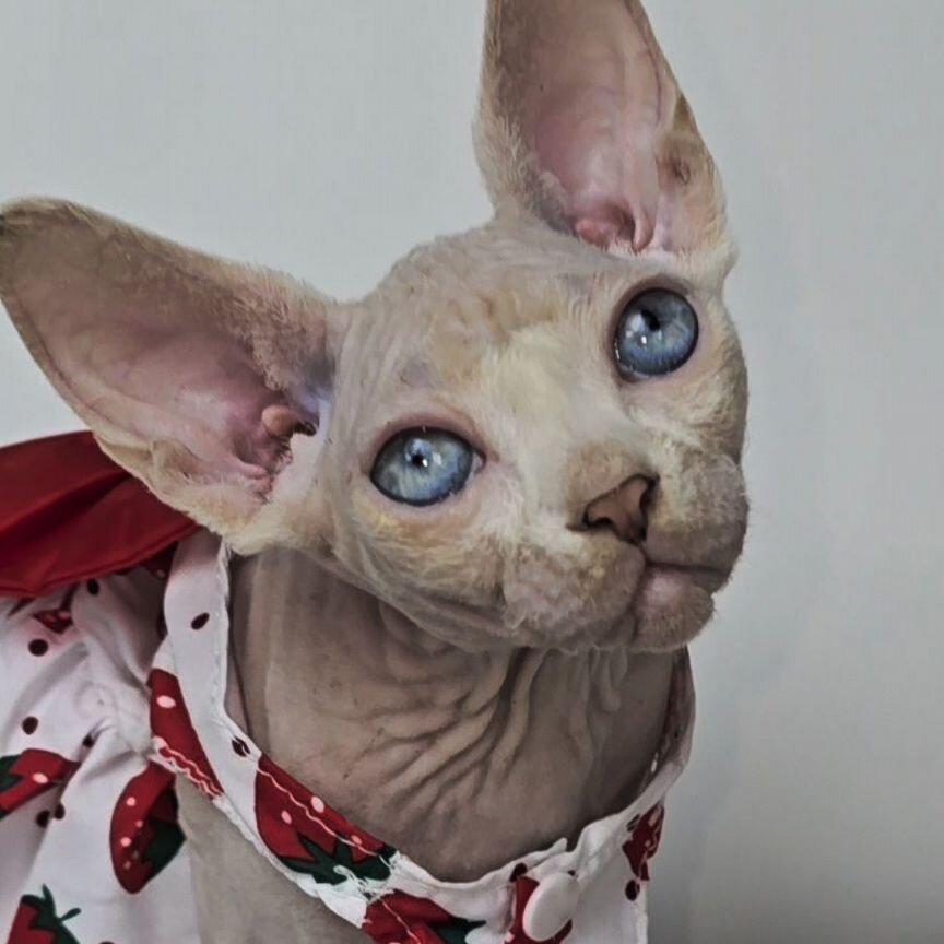 Голубоглазая девочка