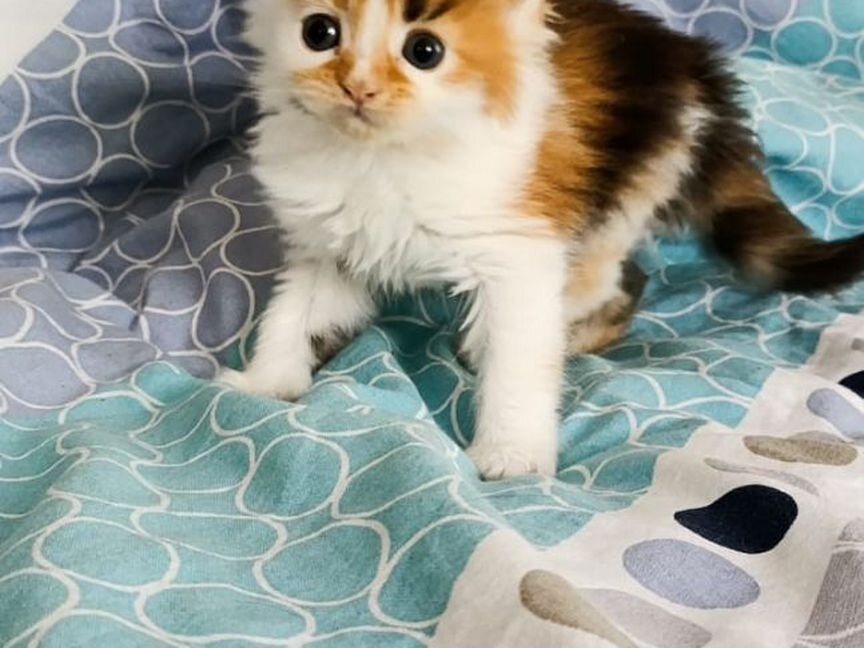 Кошка