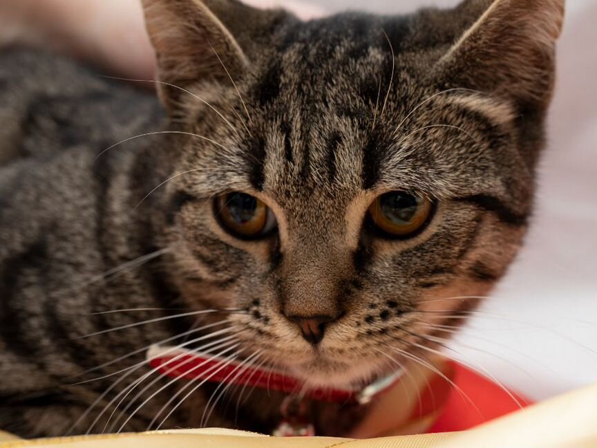 Котёнок усик ищет друга