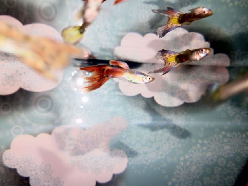 Рыбки гуппи