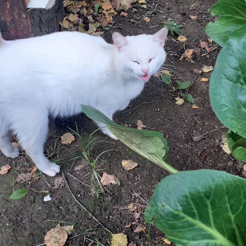 Пристрою кошечку в добрые руки