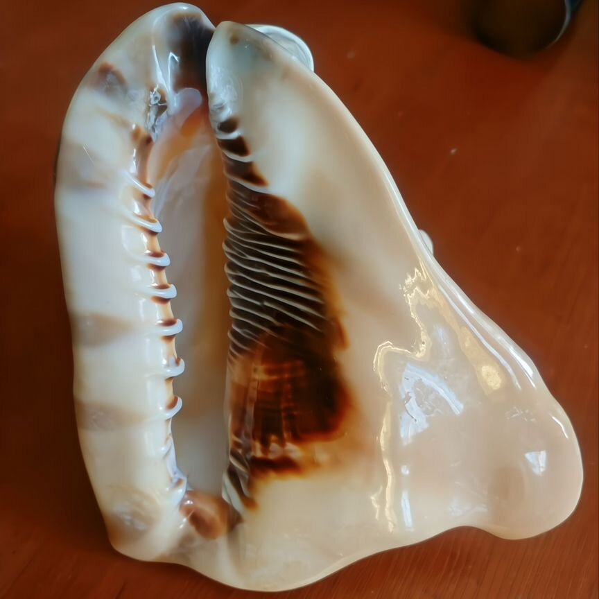 Океаническая морская ракушка Ципрея кассис