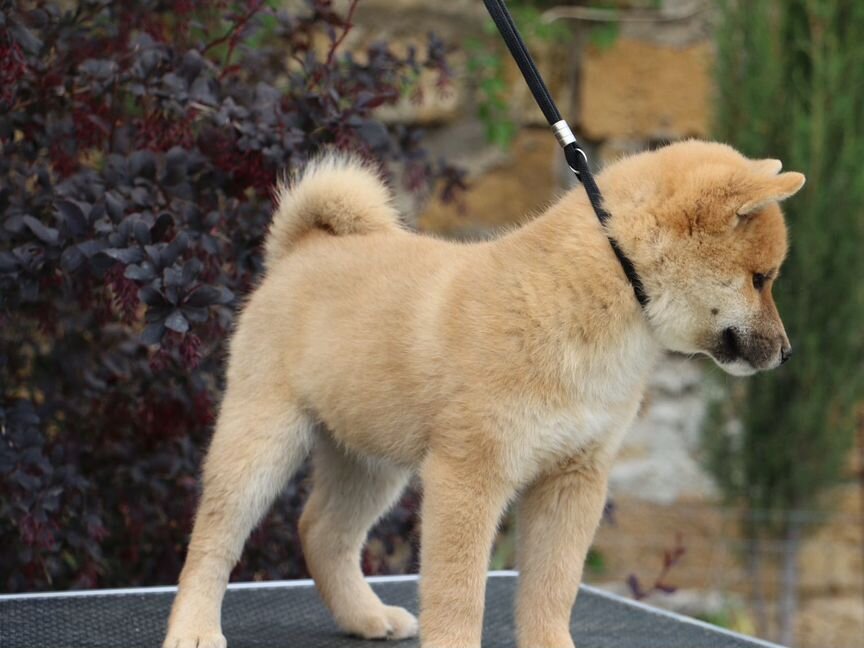 Мальчик Сиба ину с документами РКФ