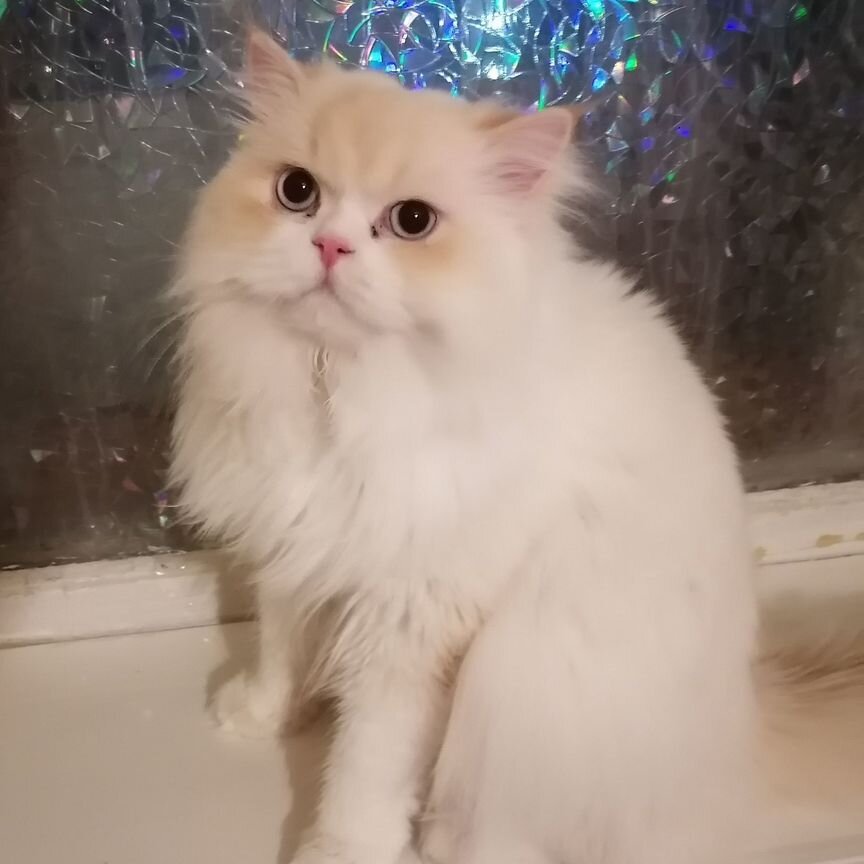 Персидский кот
