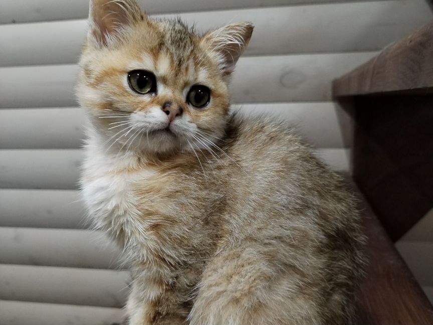 Британские котята