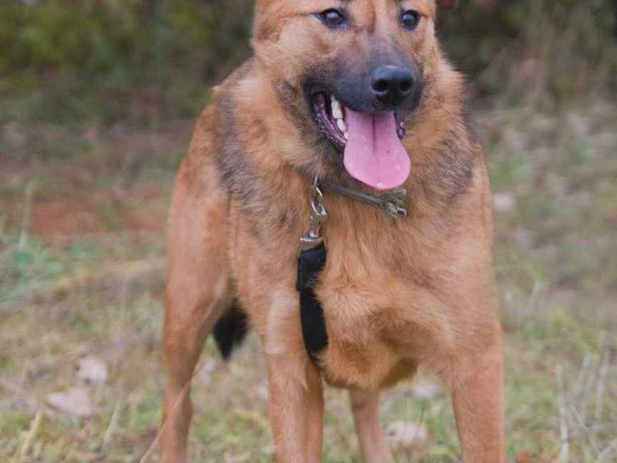 Лиза собака улыбака