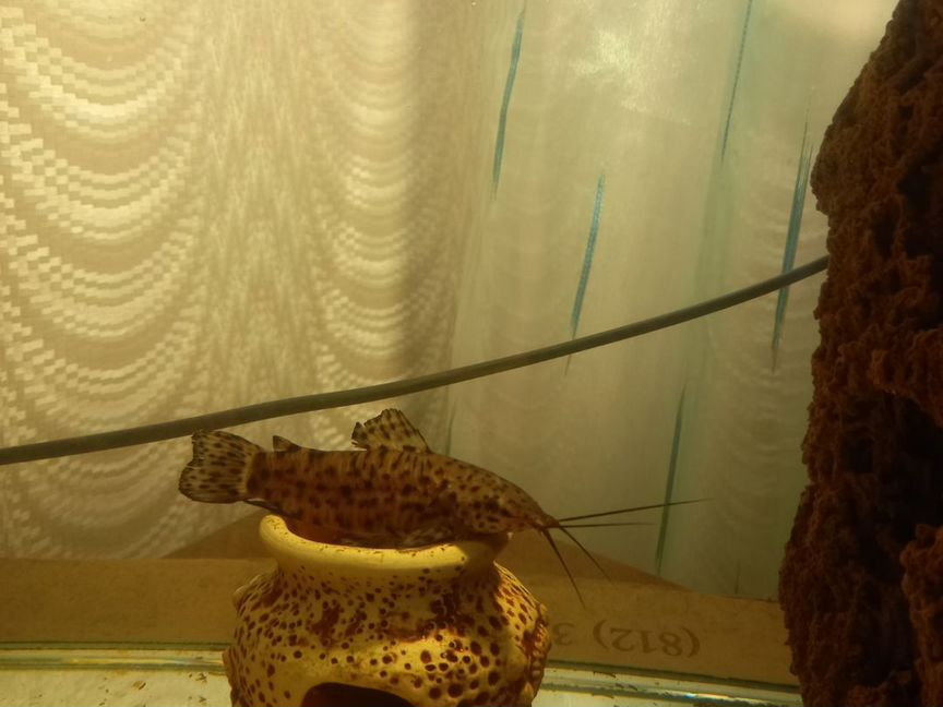 Сомик таракатум