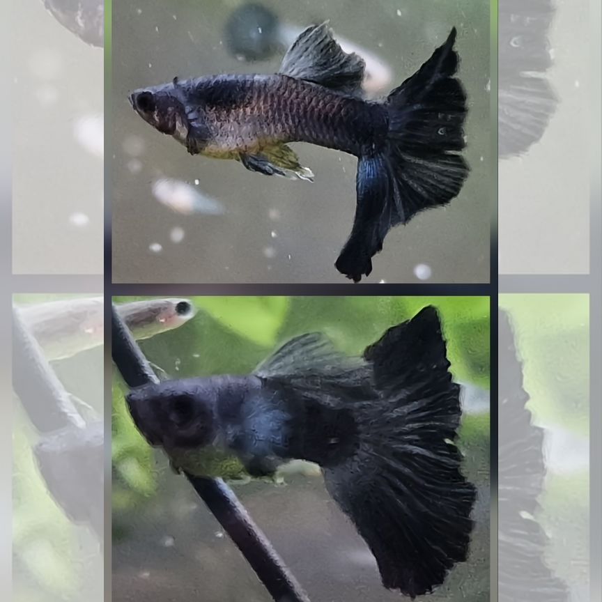 Гуппи Московские Синие