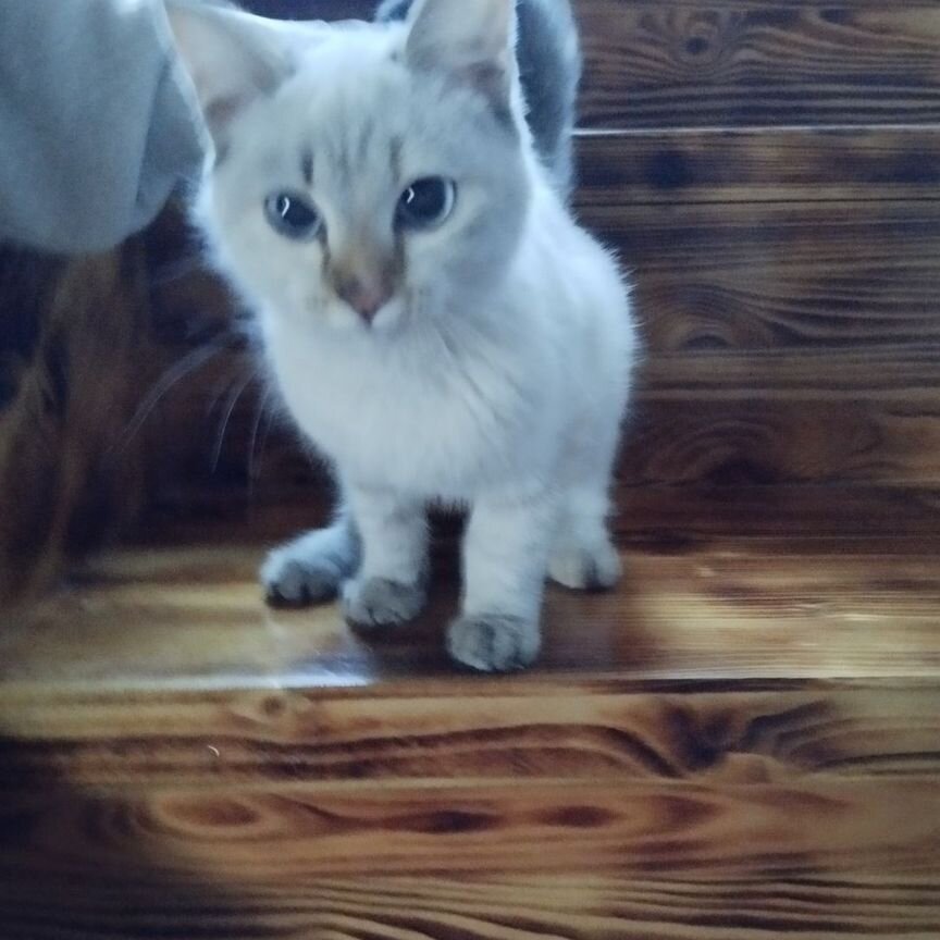 Ласковая мурлыка