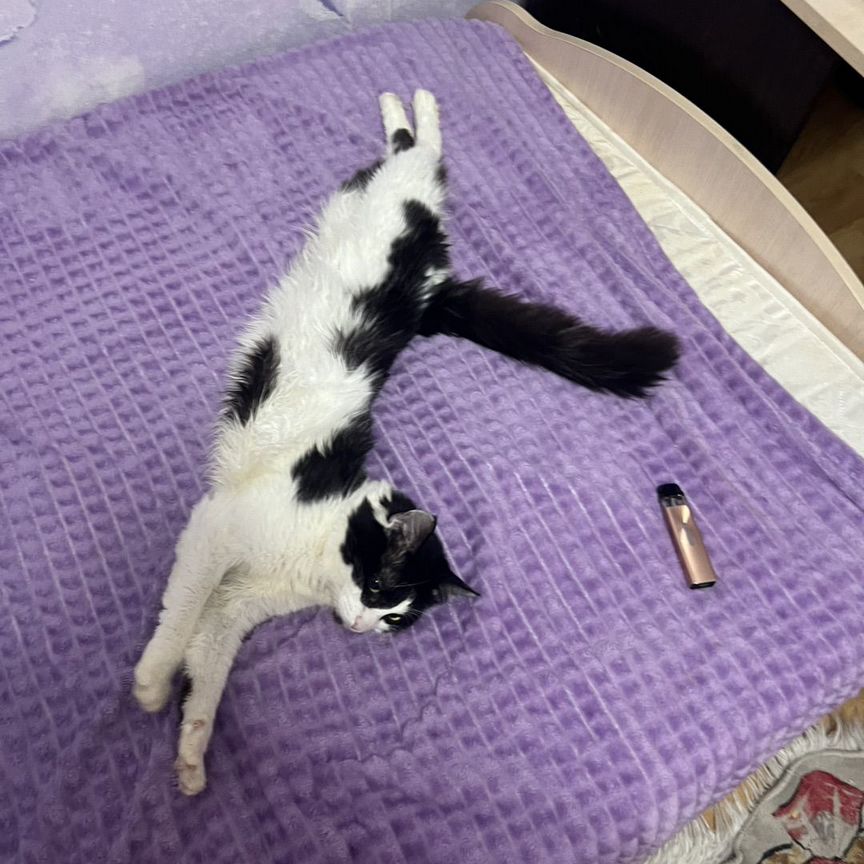 Кот в добрые руки