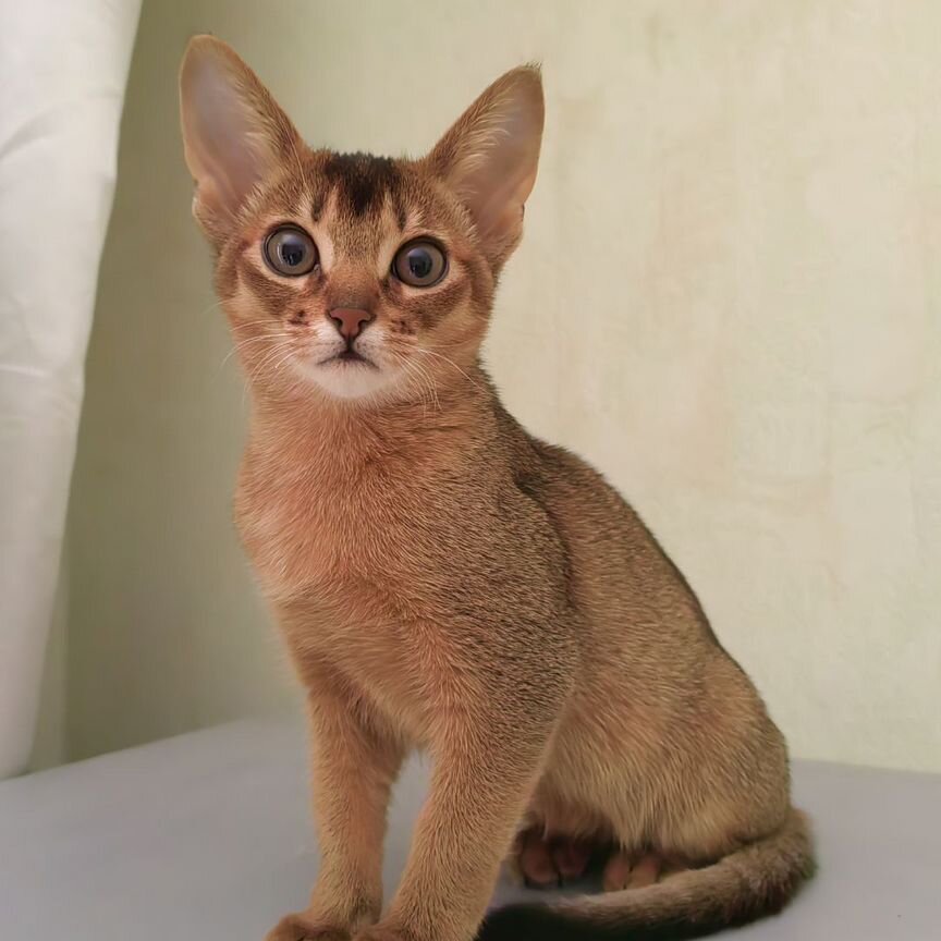 Абиссинская кошечка