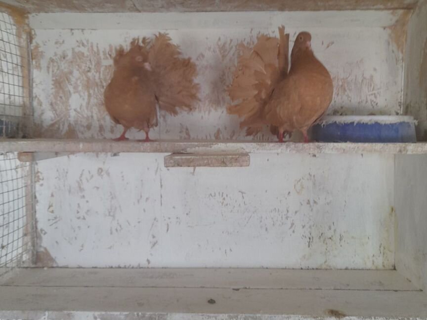 Голуби павлины