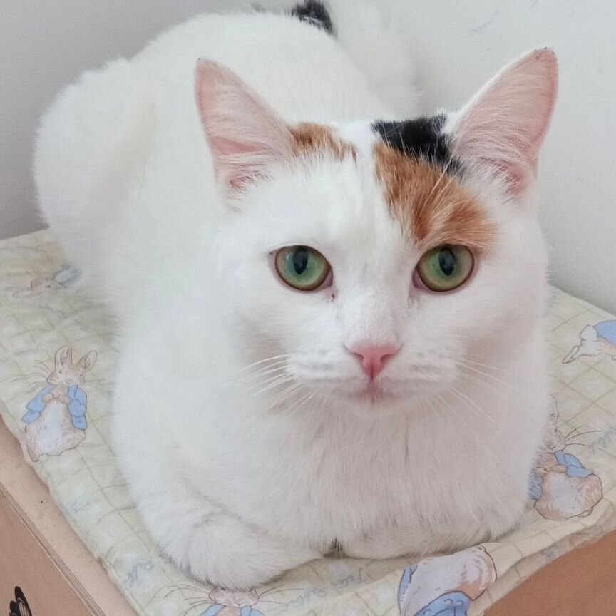 Взрослая, кошка в добрые руки