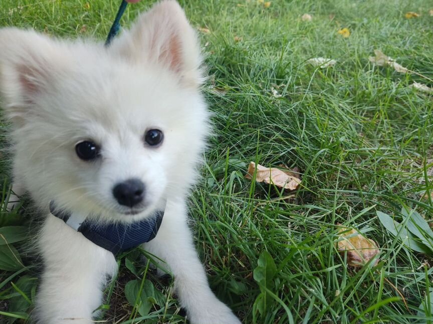 Щенок шпица