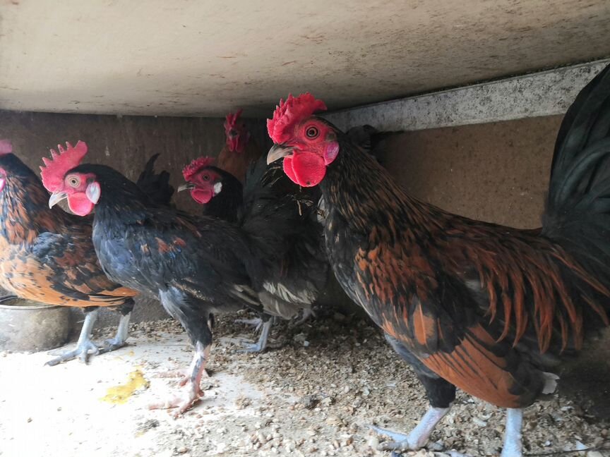 Карликовые петушки