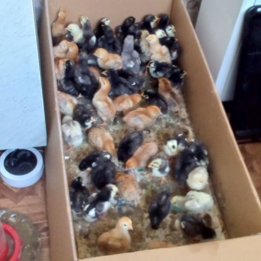 Цыплята несушки подрощенные