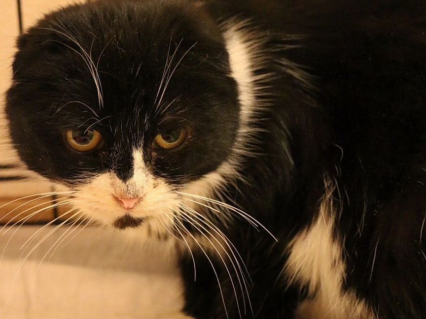 Кошка. Метис вислоухой