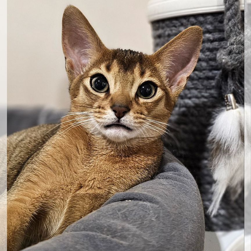 Абиссинский котёнок