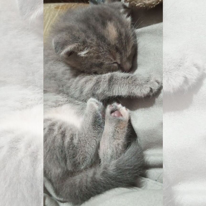 Ориентальный котёнок