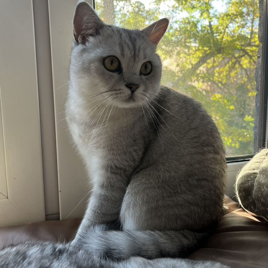 Шотландский кот