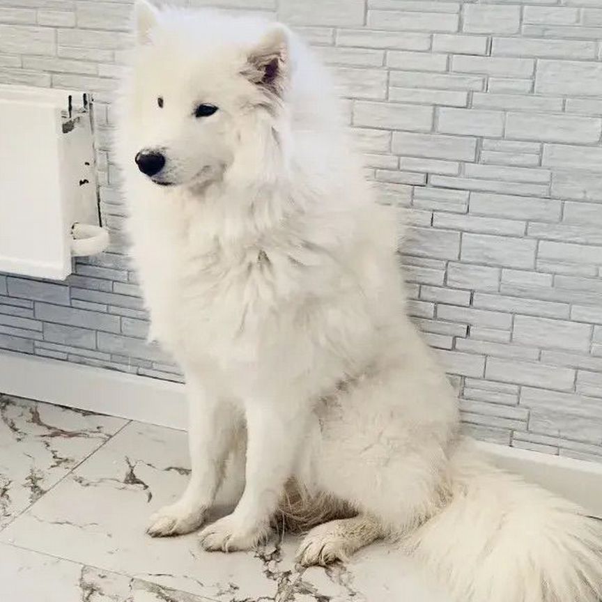 Самоедская собака, щенок