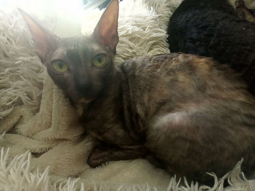 Маленькое кучерявое чудо - корниш