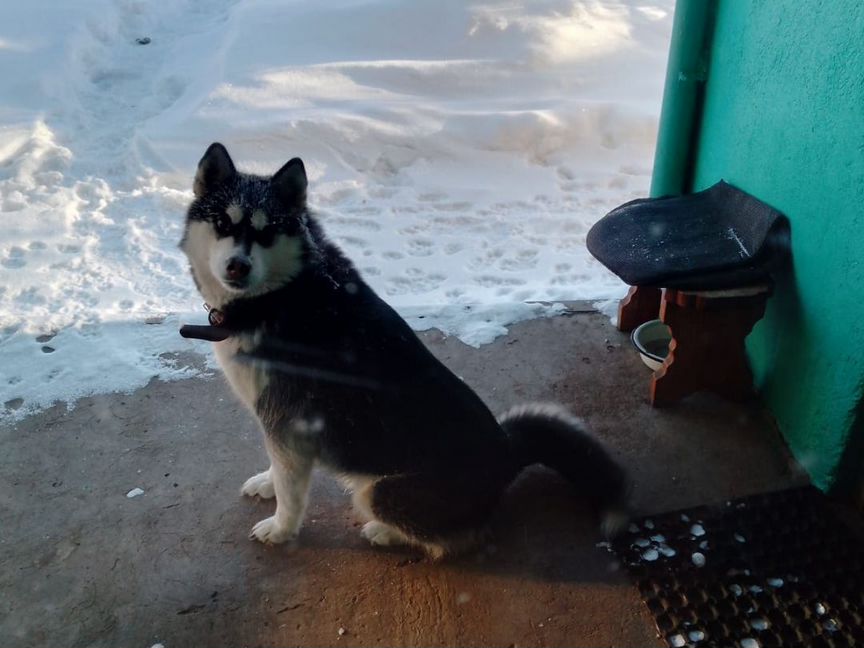 Собака Хаски