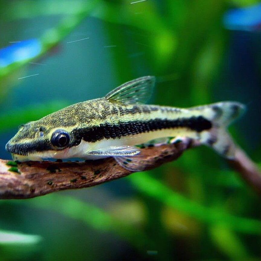 Отоцинклус - Otocinclus affinis