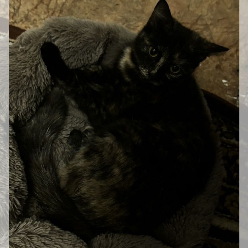 Взрослая кошка в добрые руки