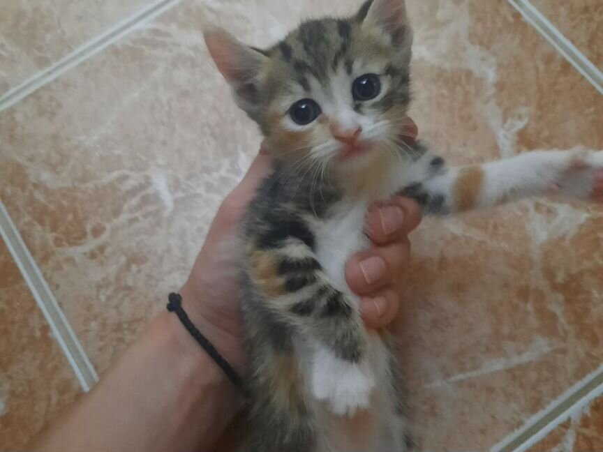 Отдадим 3х котят в добрые руки