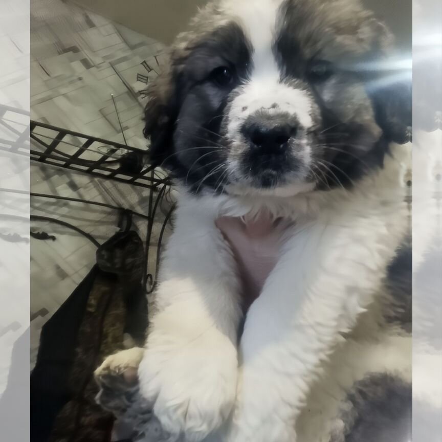 Московская сторожевая, щенок