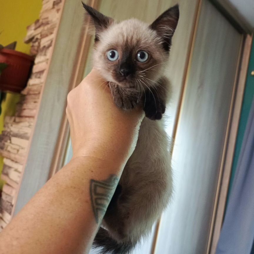 Котенок девочка сиамская