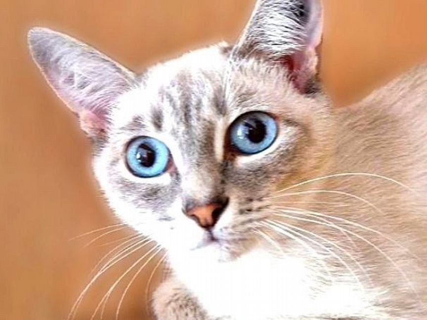 Кошка в добрые руки