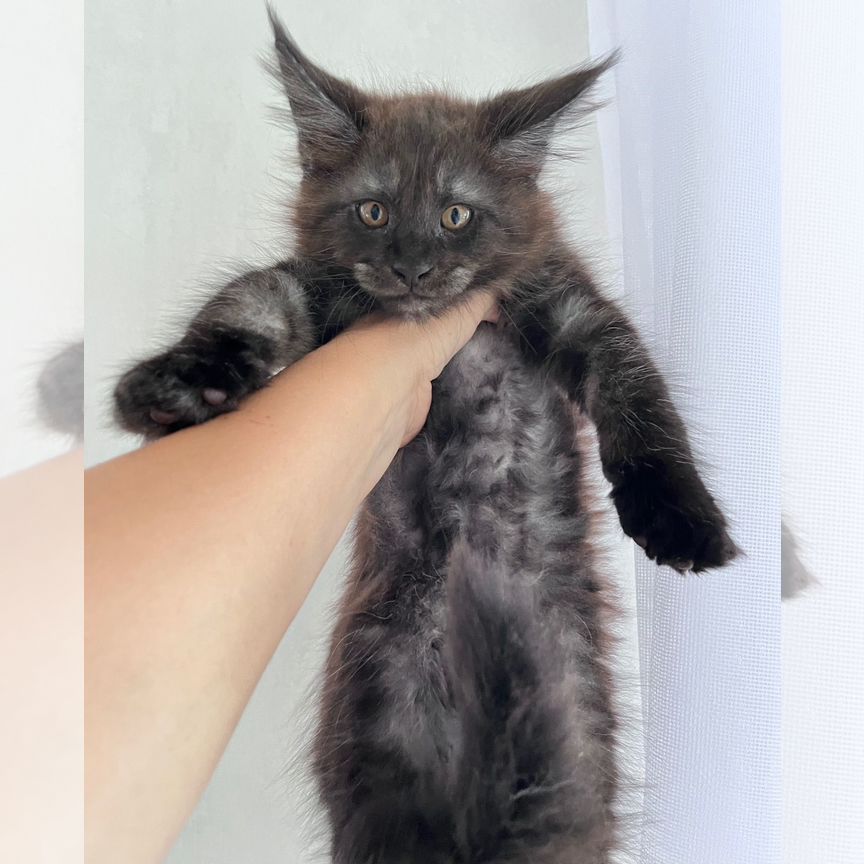 Мейн-кун котёнок