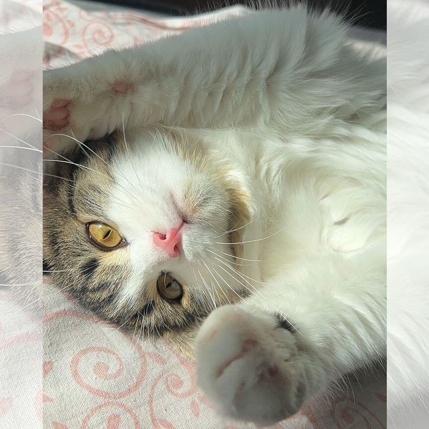 Отдам бесплатно двух кошек