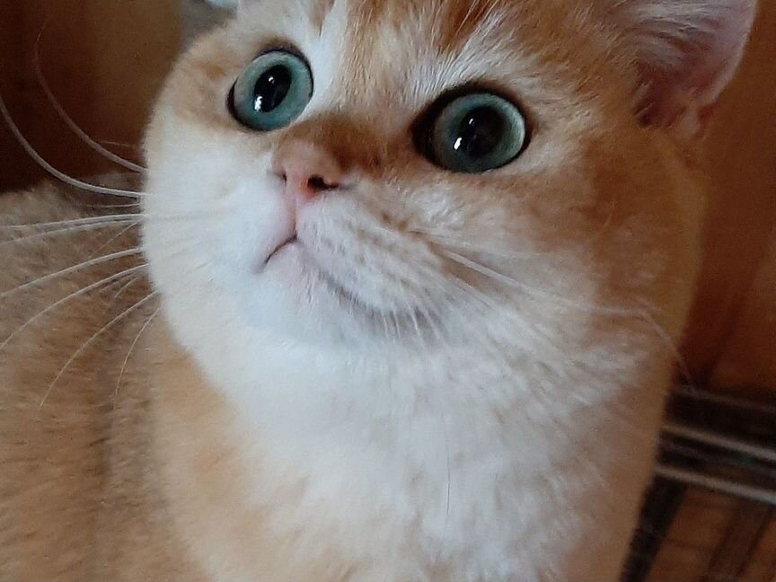 Котик в любимцы