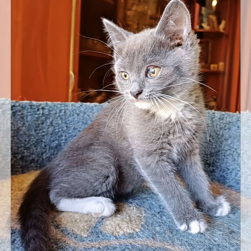 Котеное