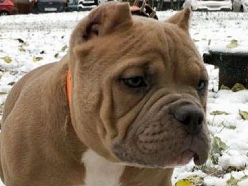 Щенки американского булли