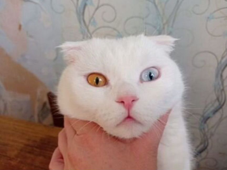 Шотландский кот