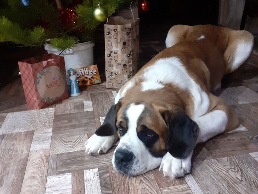 Животные и собаки