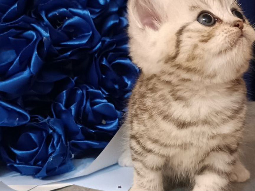 Шотландские котята